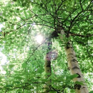 Trees in Our Lives: 3 Tree Planting Initiatives You Need to Know About