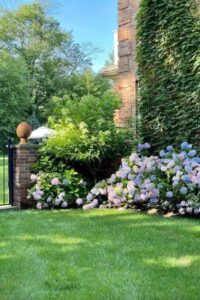 9 of the Best Plants for Privacy and Creating a Cozy Yard